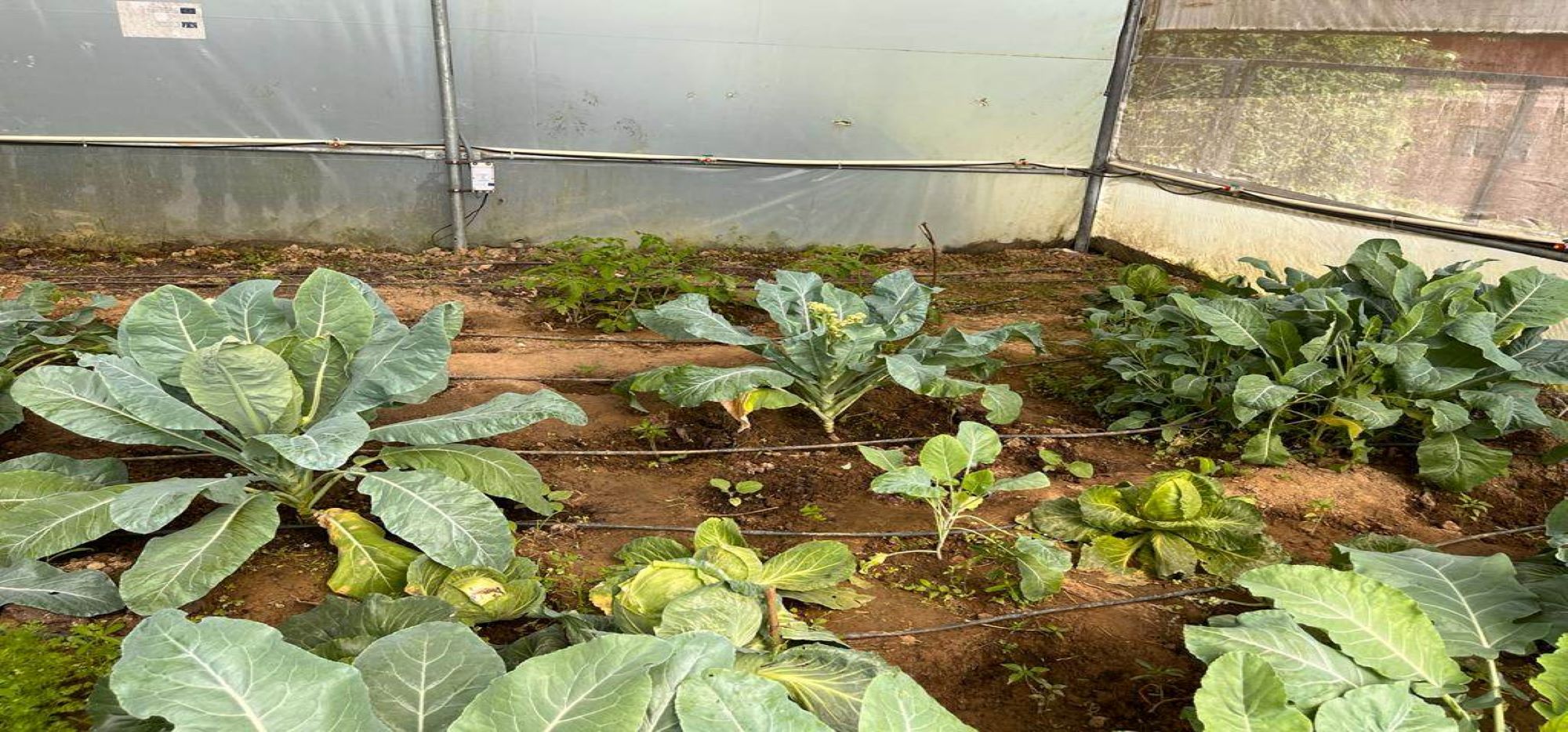 SUNSpACe – SUstainable developmeNt Smart Agriculture Capacity